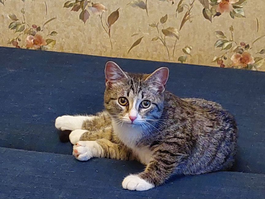 Котенок Маруся