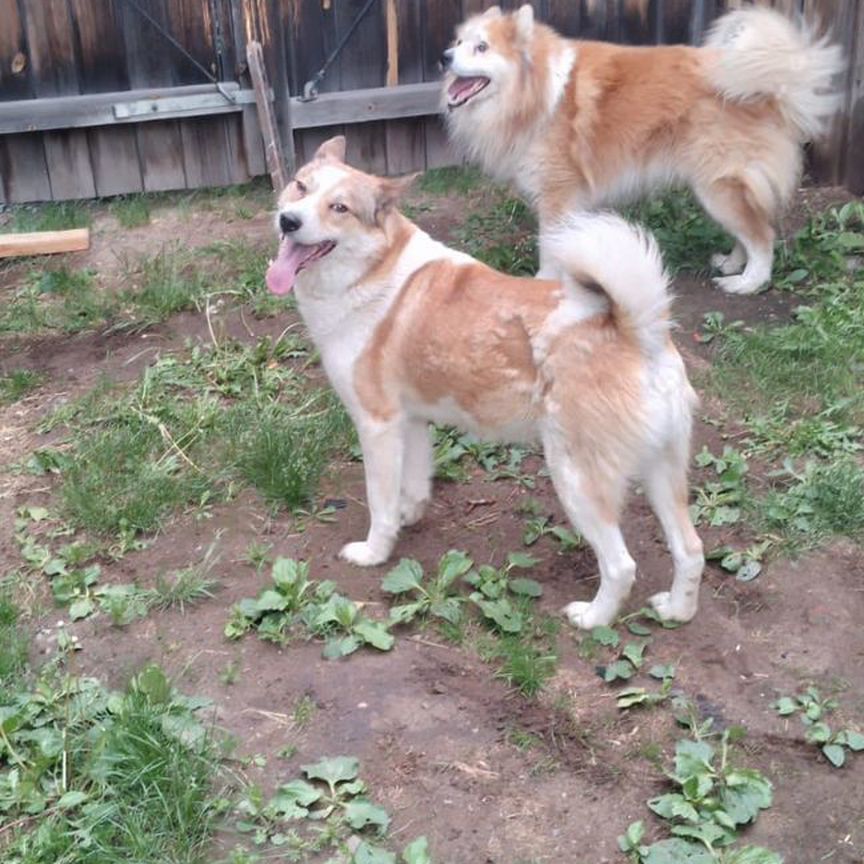 Продаются две лайки, без документов