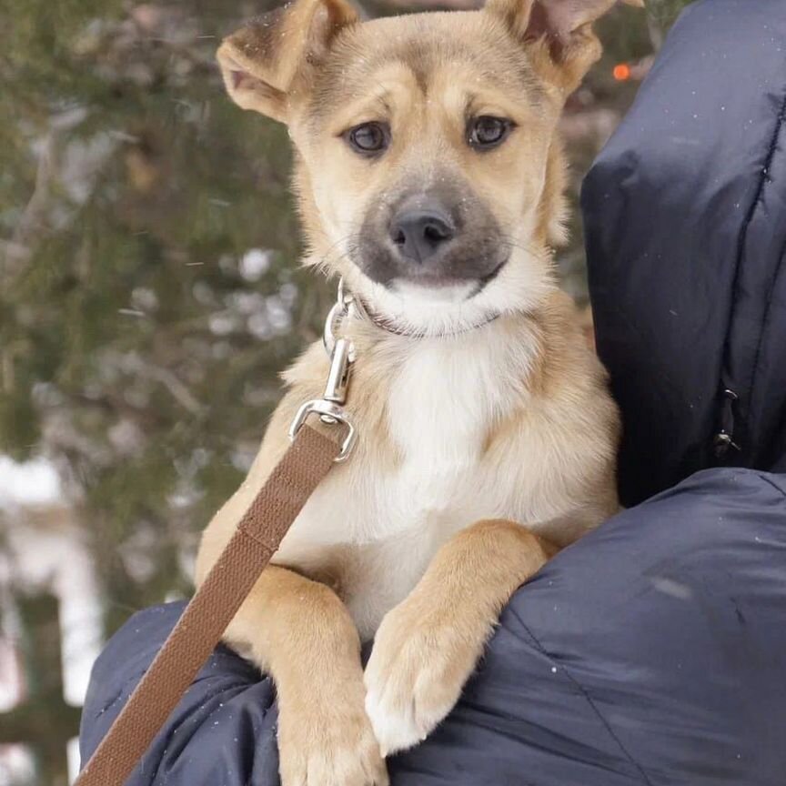 Славная компактная щено-девочка Альма