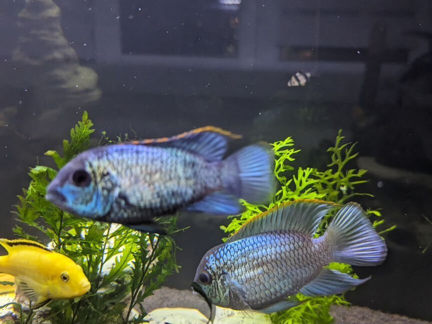 Рыба Нанакара