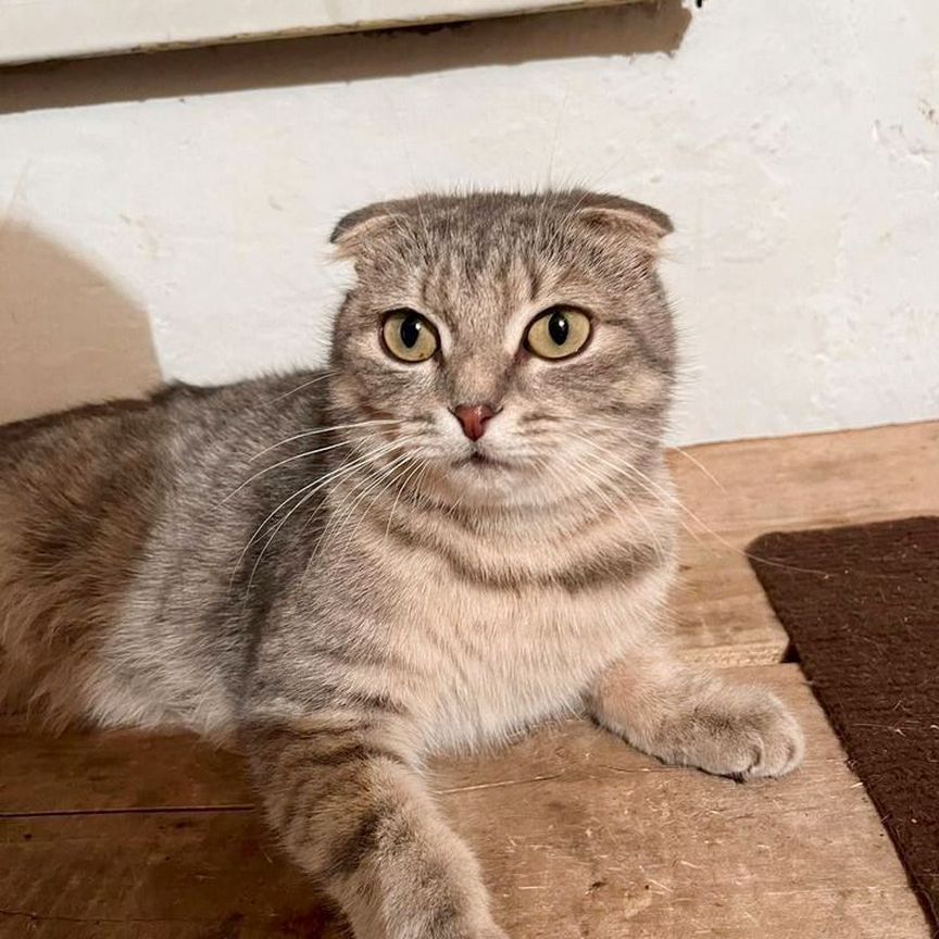 Котята и их мама ищут дом