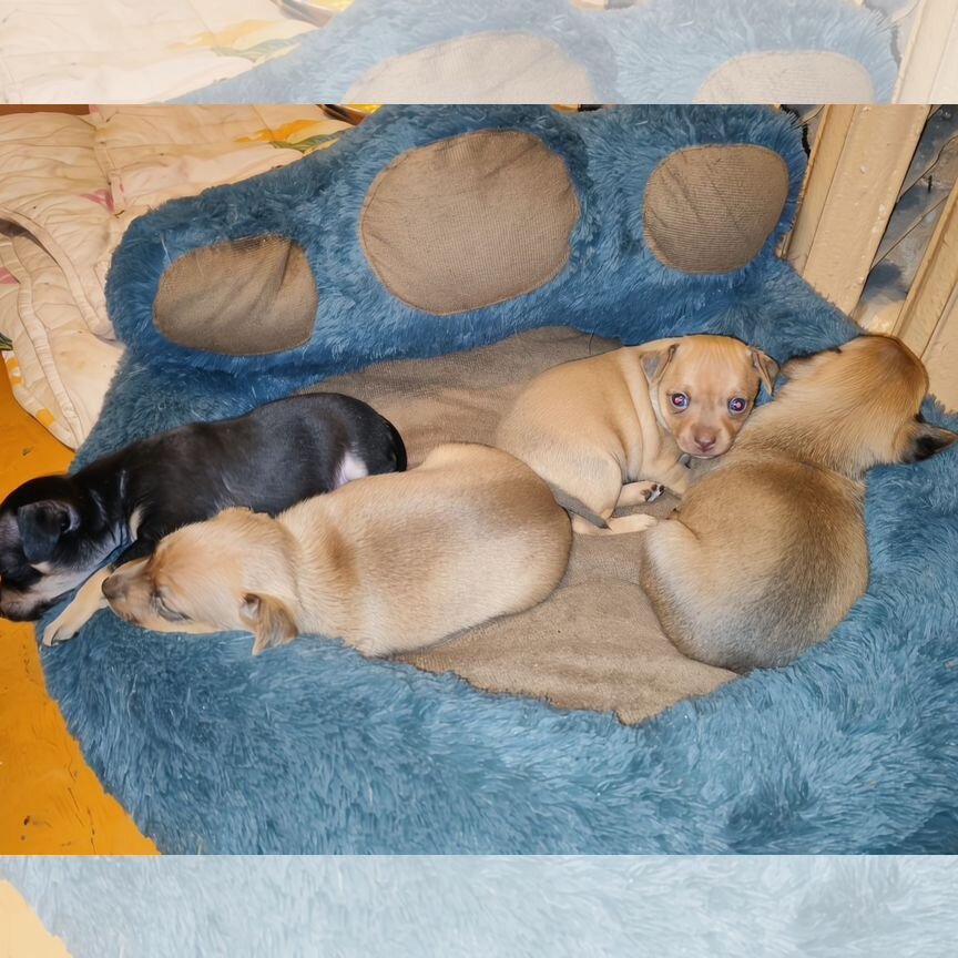 Русский той-терьер, щенок