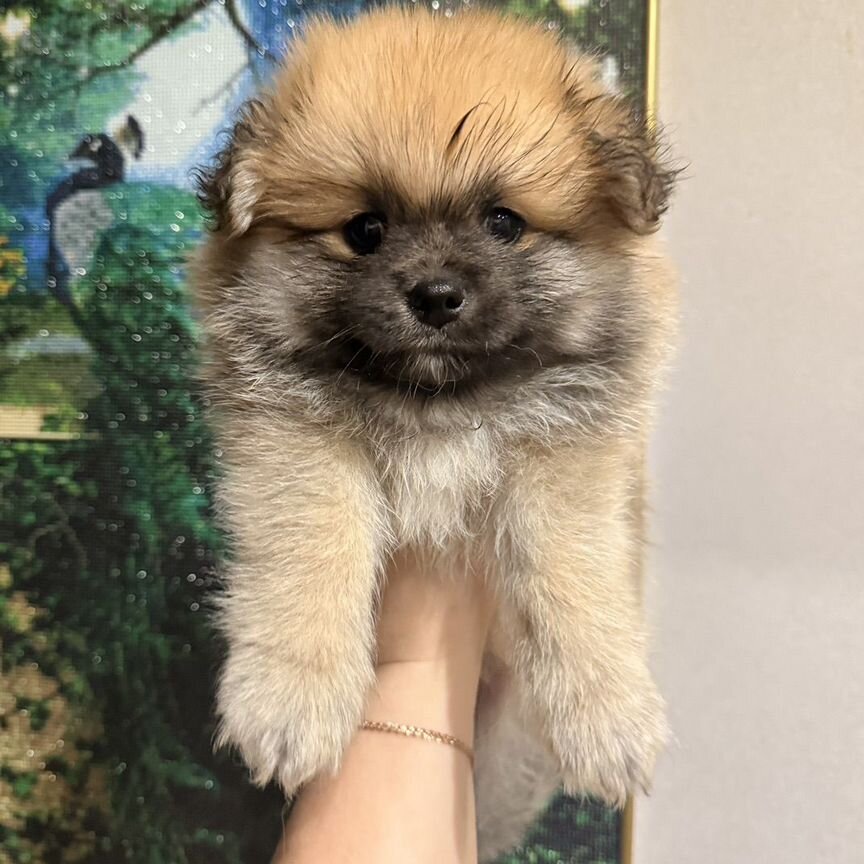 Померанский шпиц, щенок