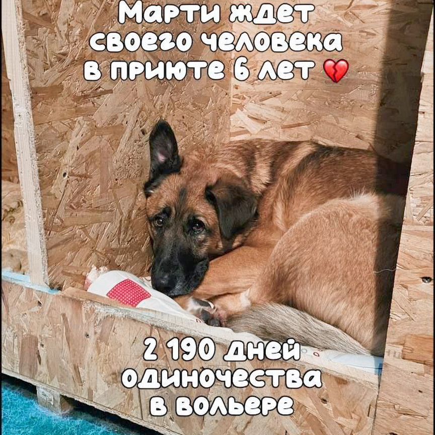 Собака в добрые руки