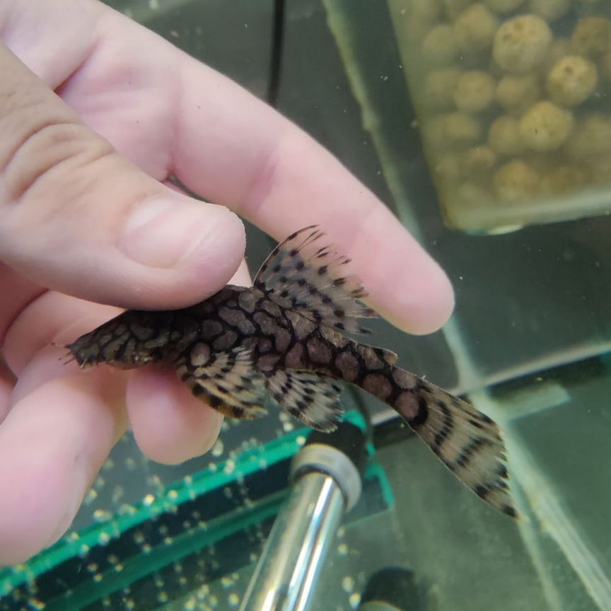 Анциструс l 519(медовые соты)