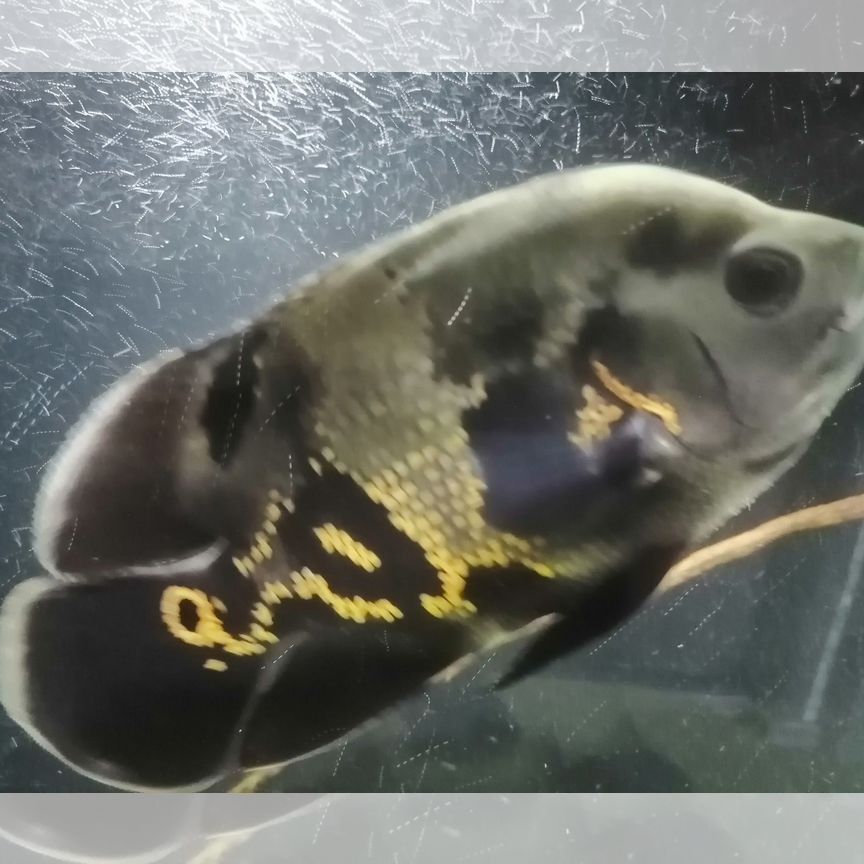 Астронотус