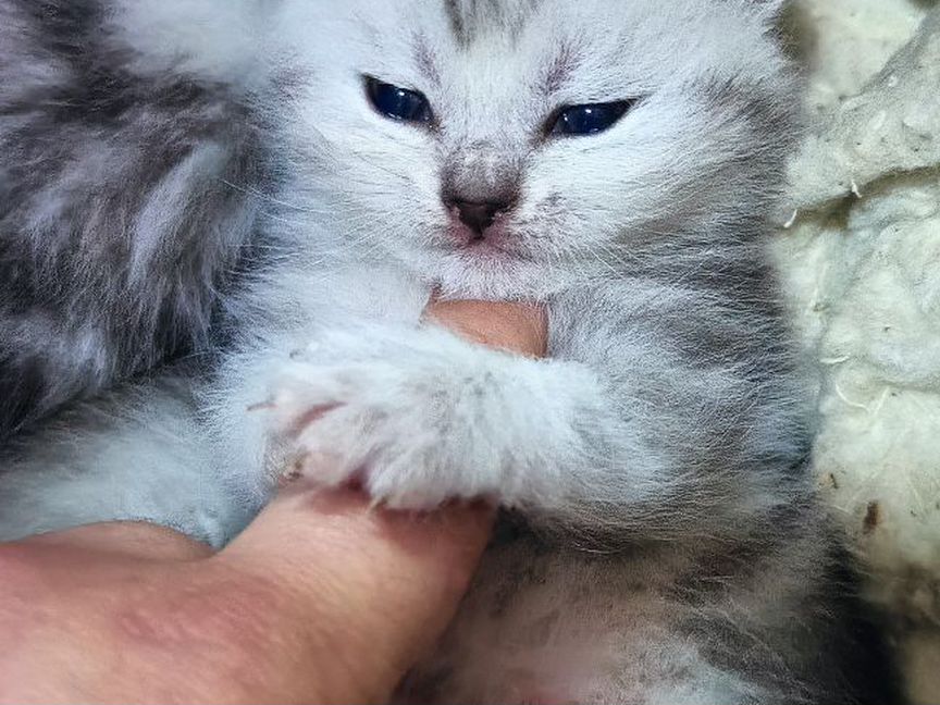 Бронь котят Скоттиш Фолд