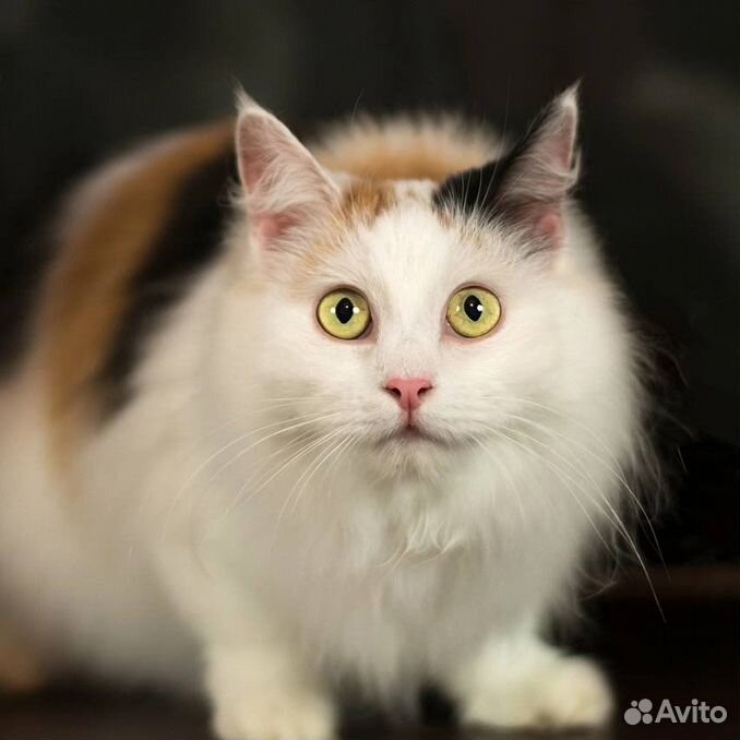 Очень красивая кошечка Монро ищет дом