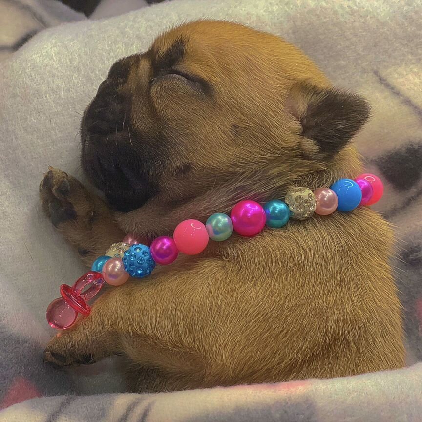 Щенок от титулованых родителей (девочка)