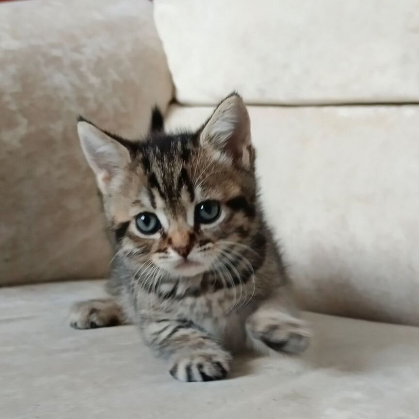 Котенок веселая Булочка