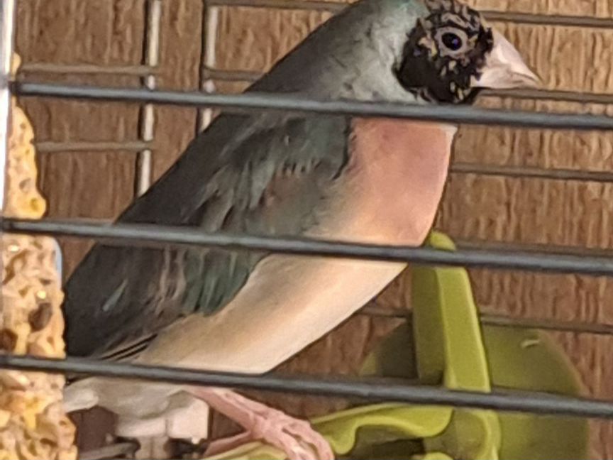 Амадинки Гульда