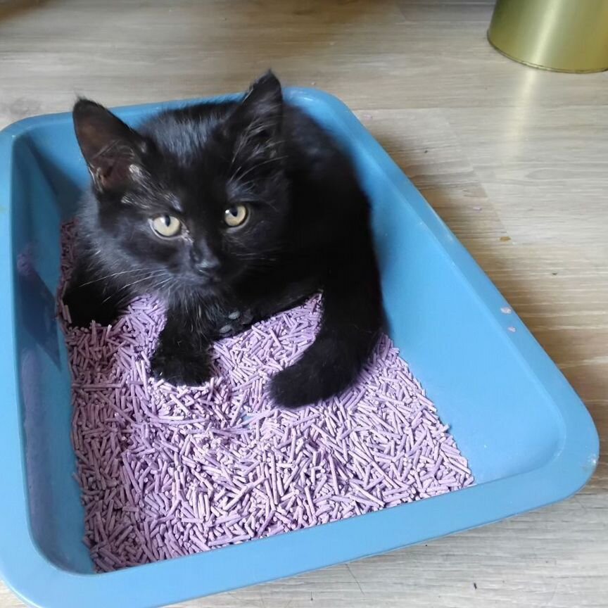 Котёнок в добрые руки