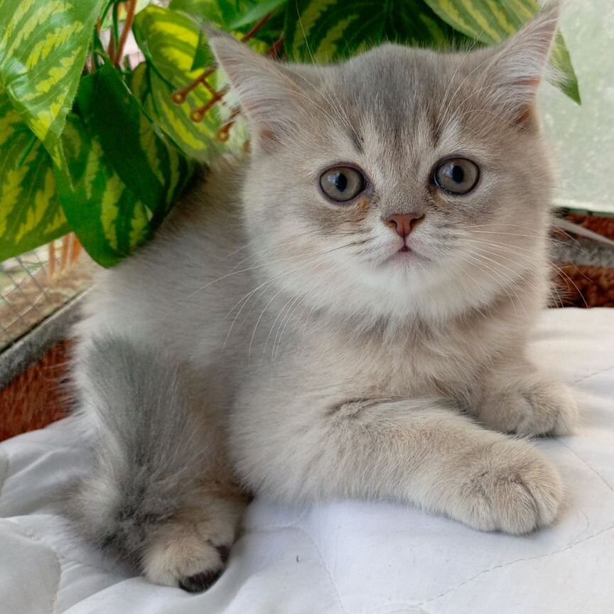 Шотландские котята