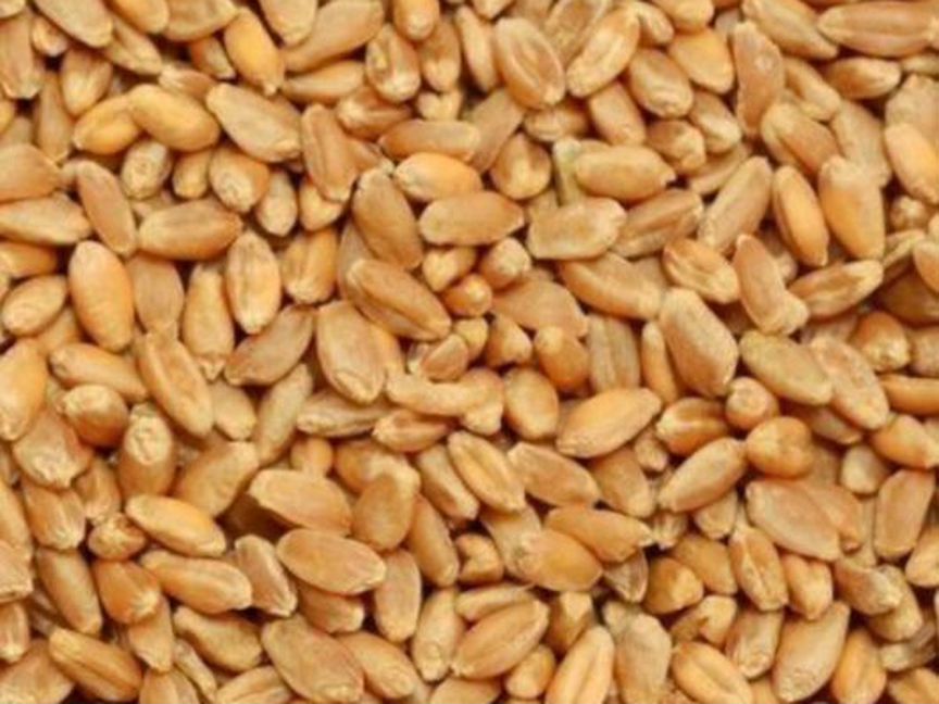 Пшеница фуражная опт