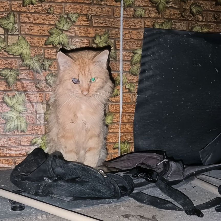 Взрослый кот в добрые руки