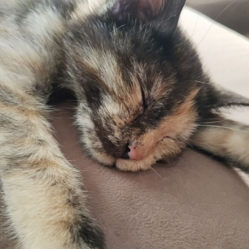 Котята в добрые руки бесплатно девочка