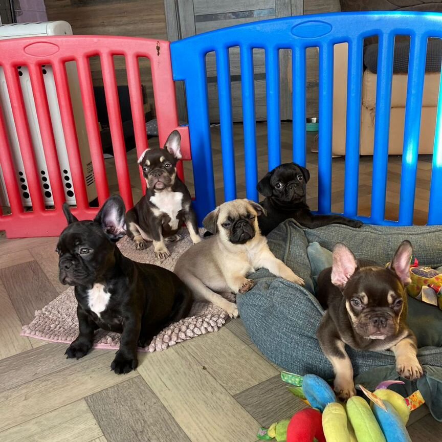 Шоколадные французики