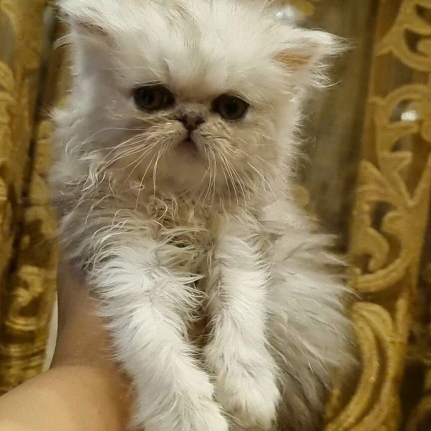 Персидские котята