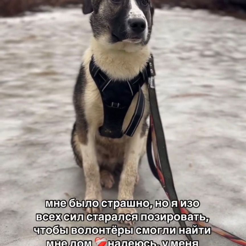 Щенок из приюта в дар