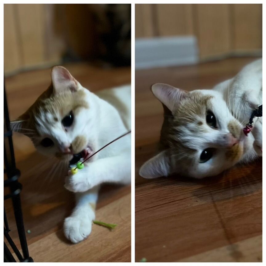 Кошечка живёт в приюте