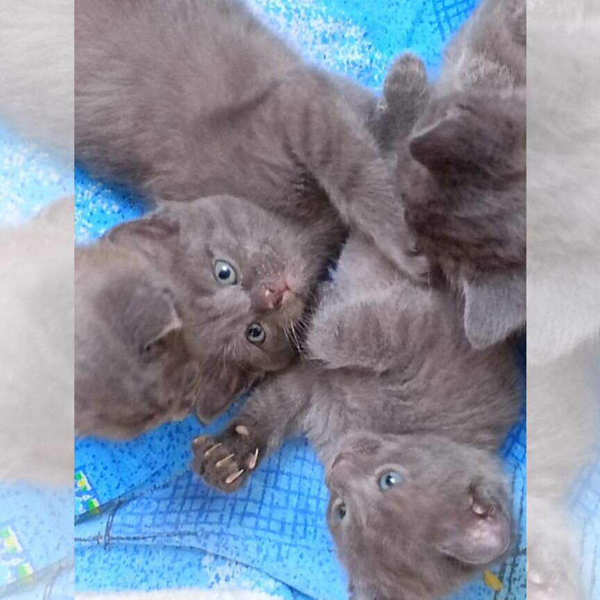 Отдам бесплатно котят в добрые руки, красивые