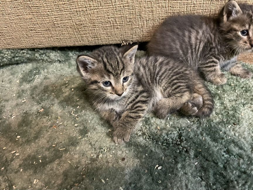 Котята