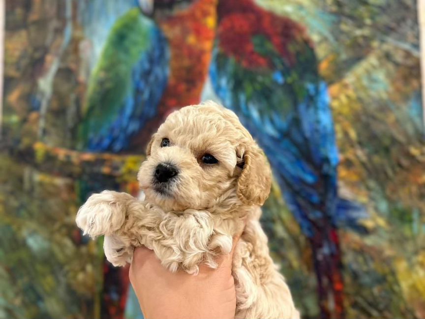 Мальтипу гламурные детки