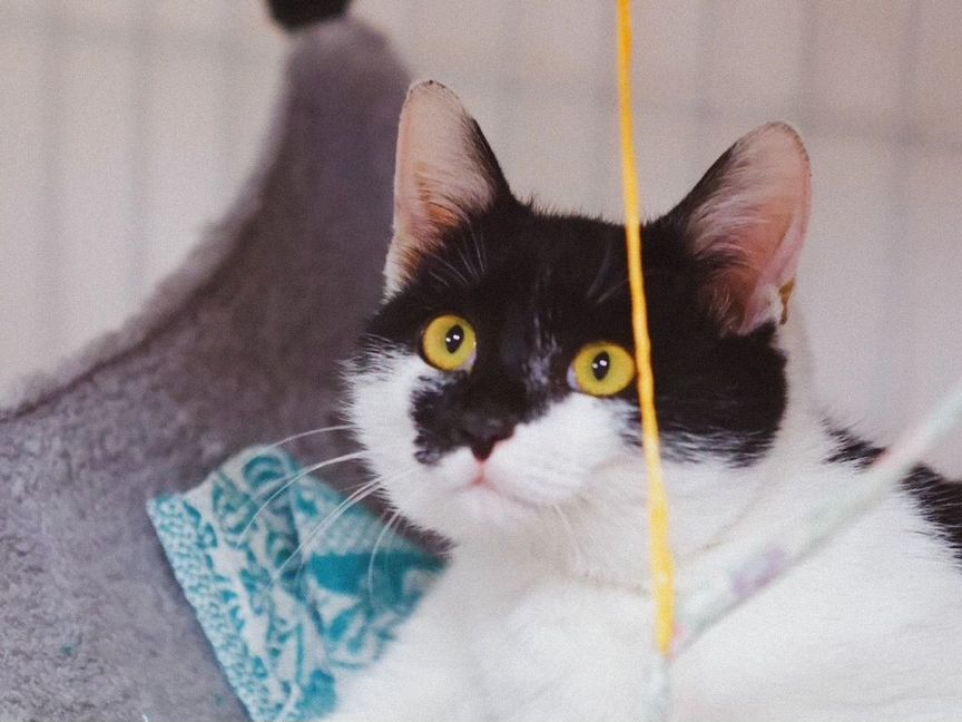 Котенок в добрые руки