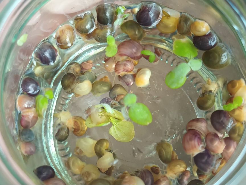 Ампулярии цветные