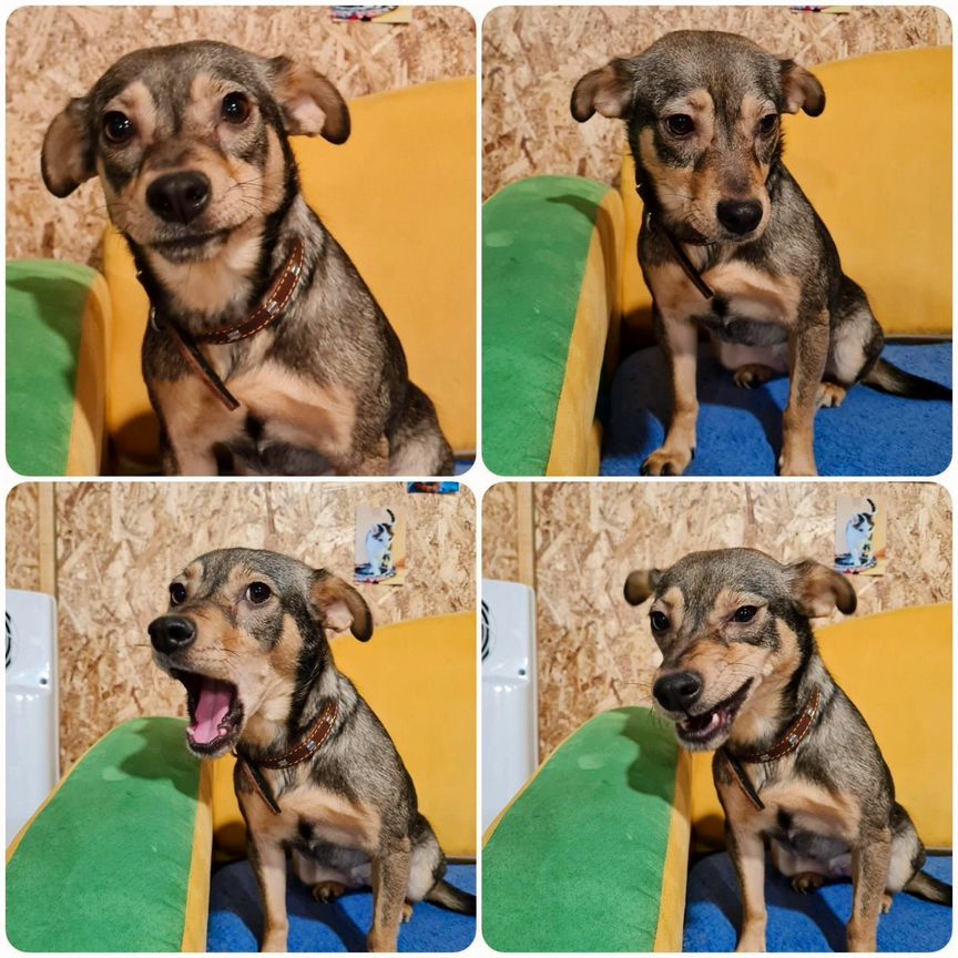 Маленькая собачка