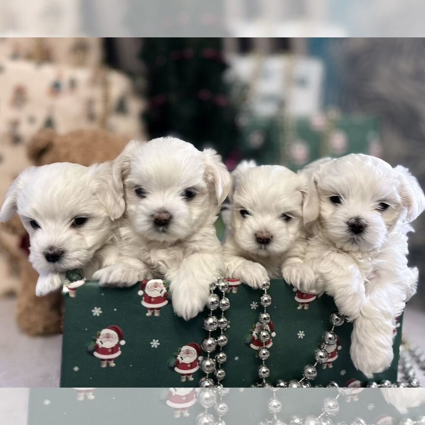 Мальтийская болонка, щенок