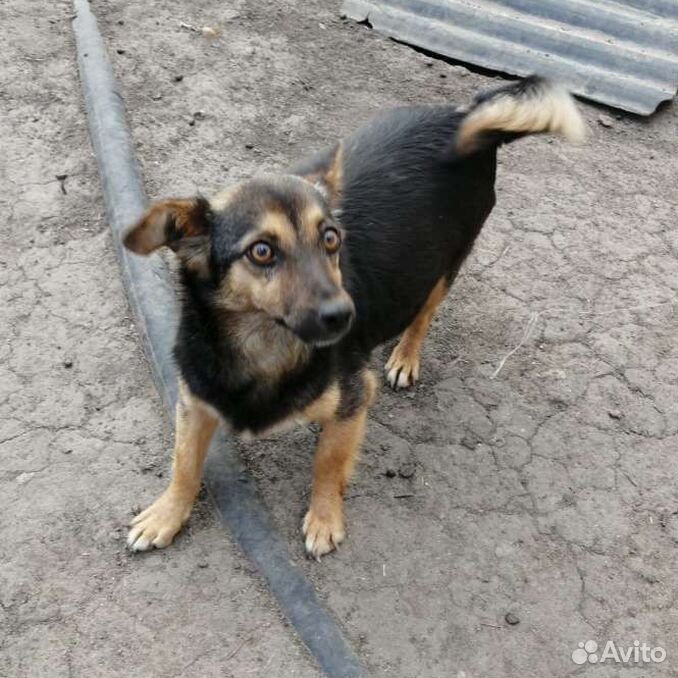 Помощь бездомышам