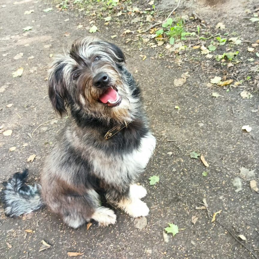 Собака в добрые руки