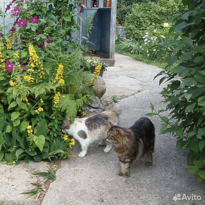 Курильские бобтейлы в добрые руки