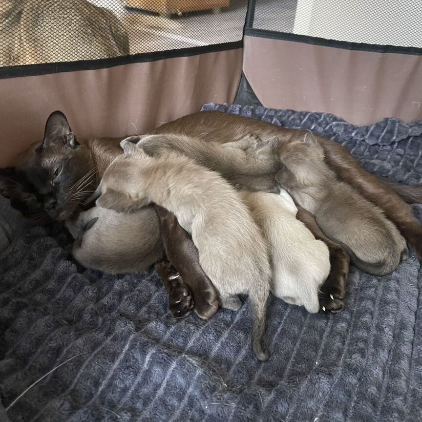 Европейский бурманский котёнок