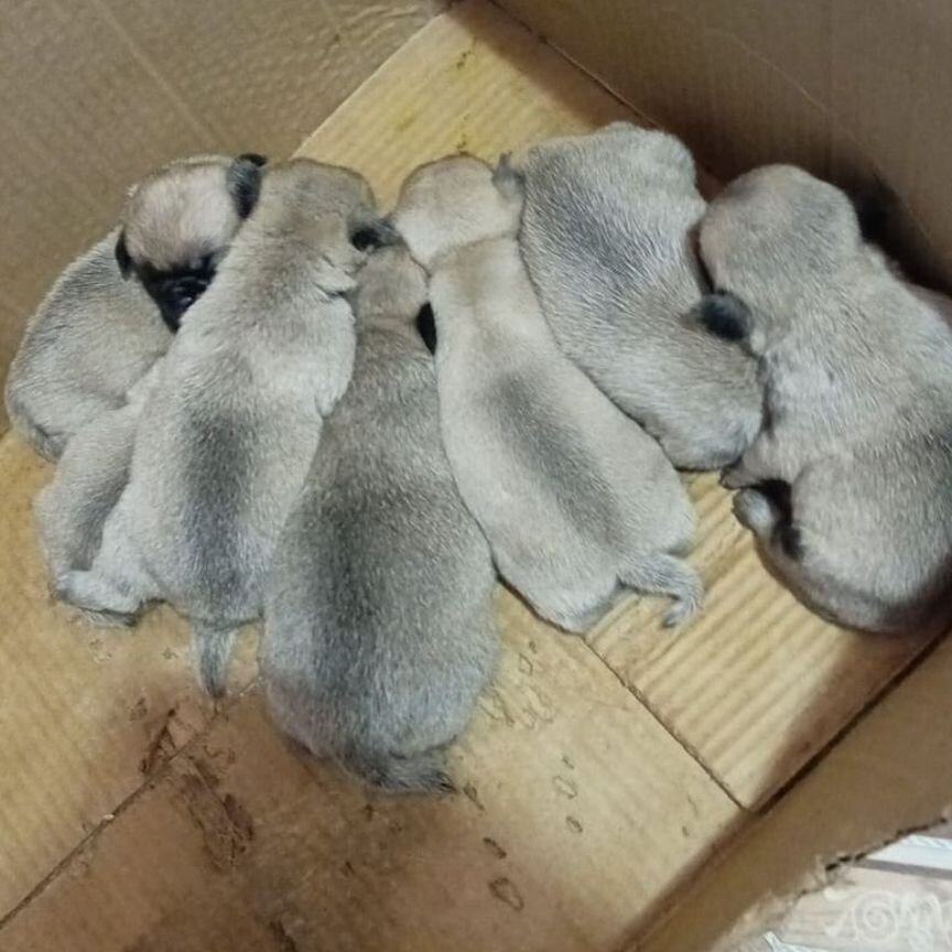 Мопс, щенок