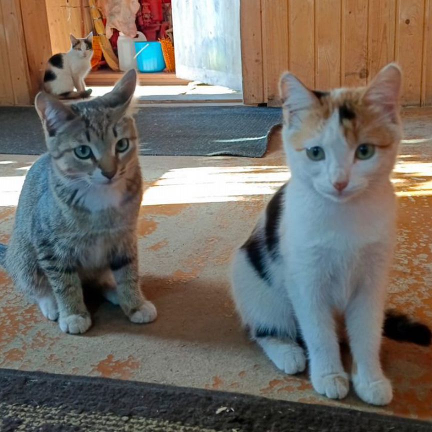 Очень веселые котята