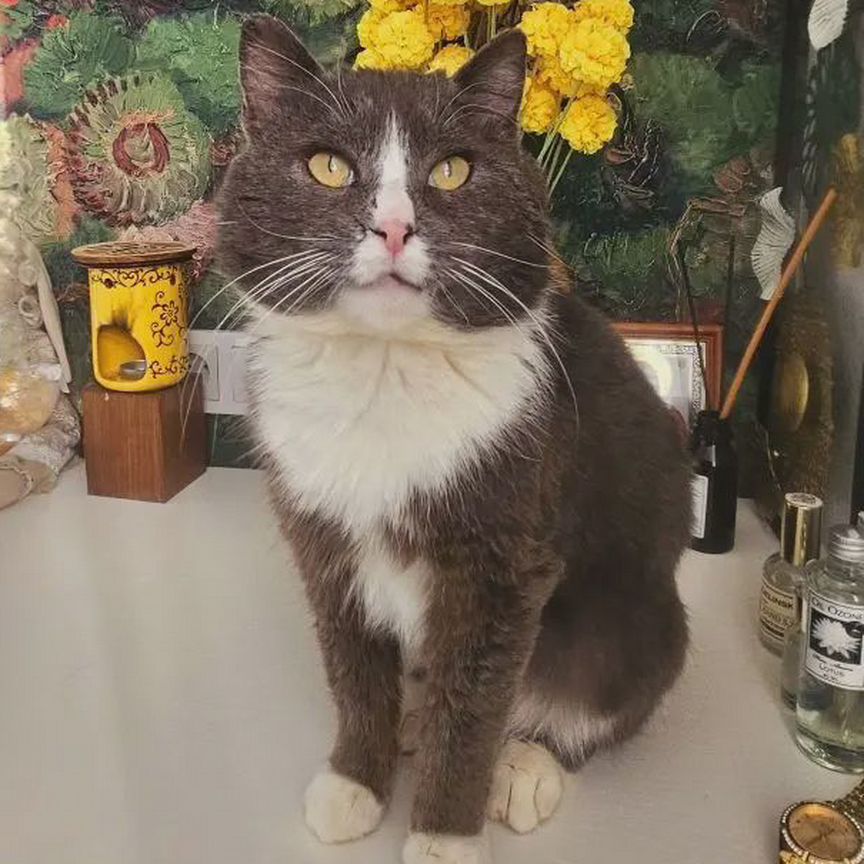 Взрослый кот в добрые руки