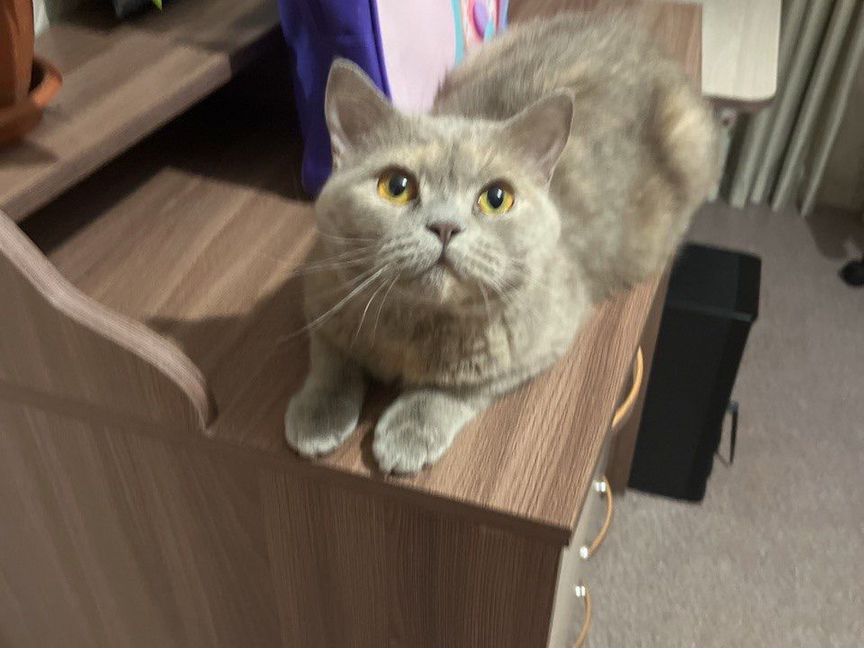 Британская кошка в добрые руки