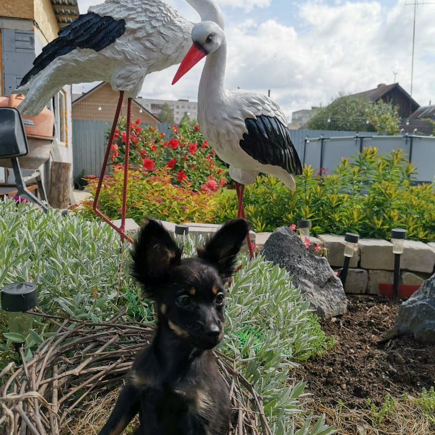 Русский той-терьер длинношерстный