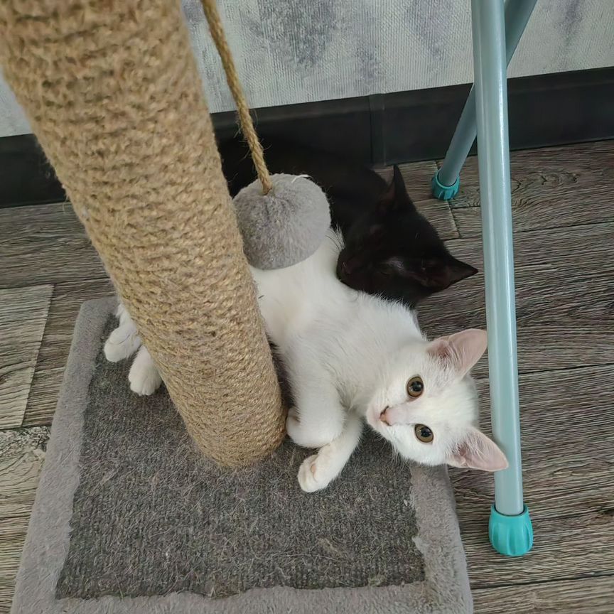 Котята в добрые руки бесплатно девочки