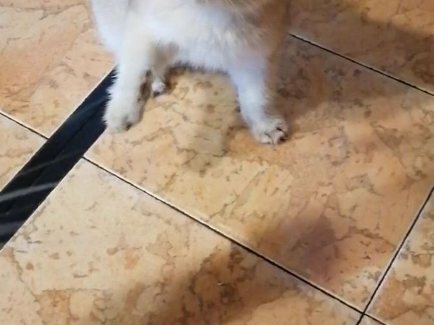 Кошечка золотая шиншилла от Чемпиона