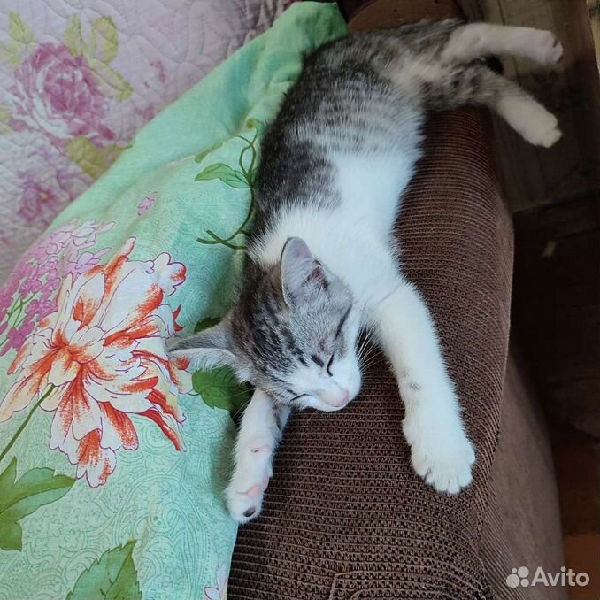 Кошка в дар девочка 2,5 мес