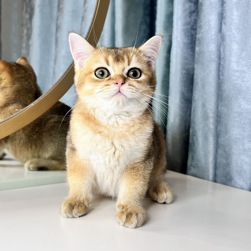 Британский кот золотая шиншилла