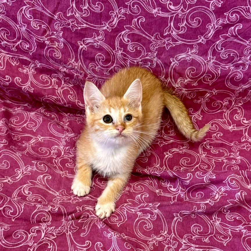 Рыжий котенок 2 месяца