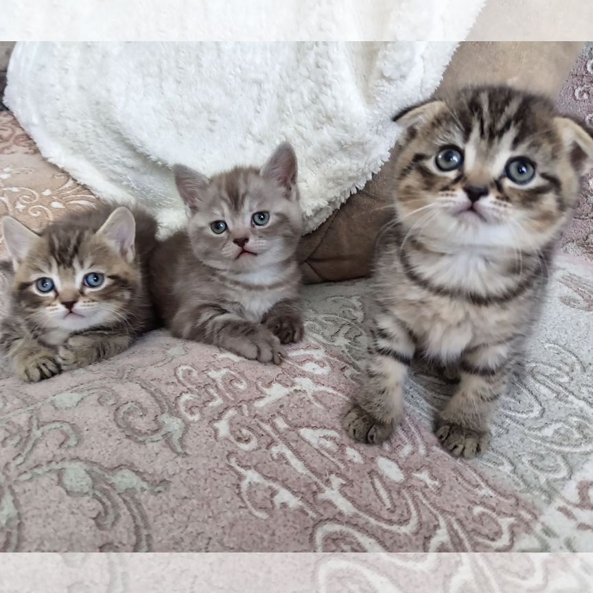 Шотландский вислоухий короткошёрстный котёнок