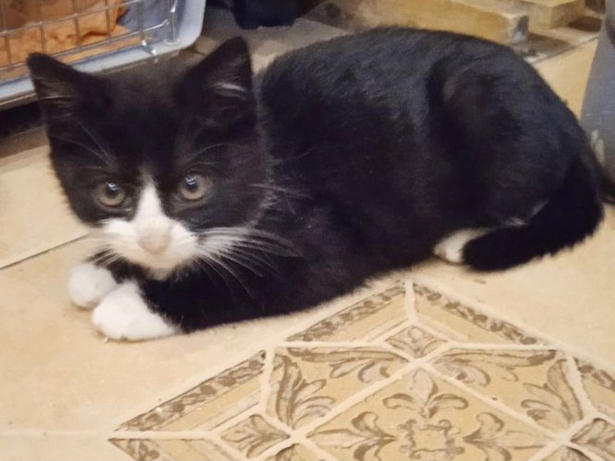 Котёнок ласковый Маркиз.Привит.Ветпаспорт