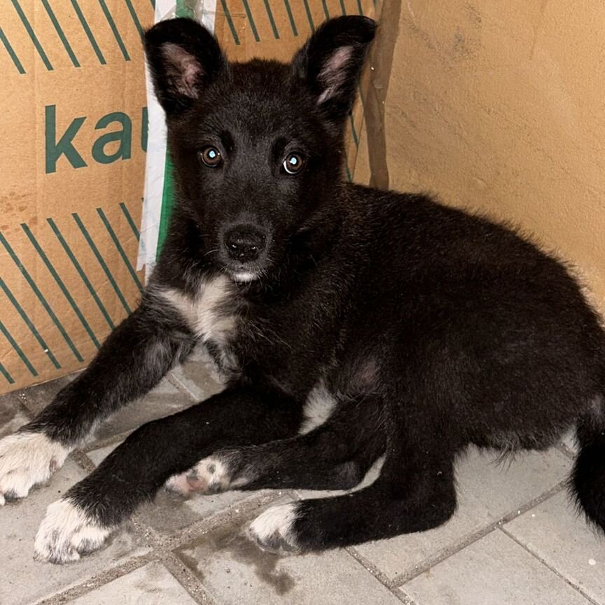 Щенок потеряшка в добрые руки