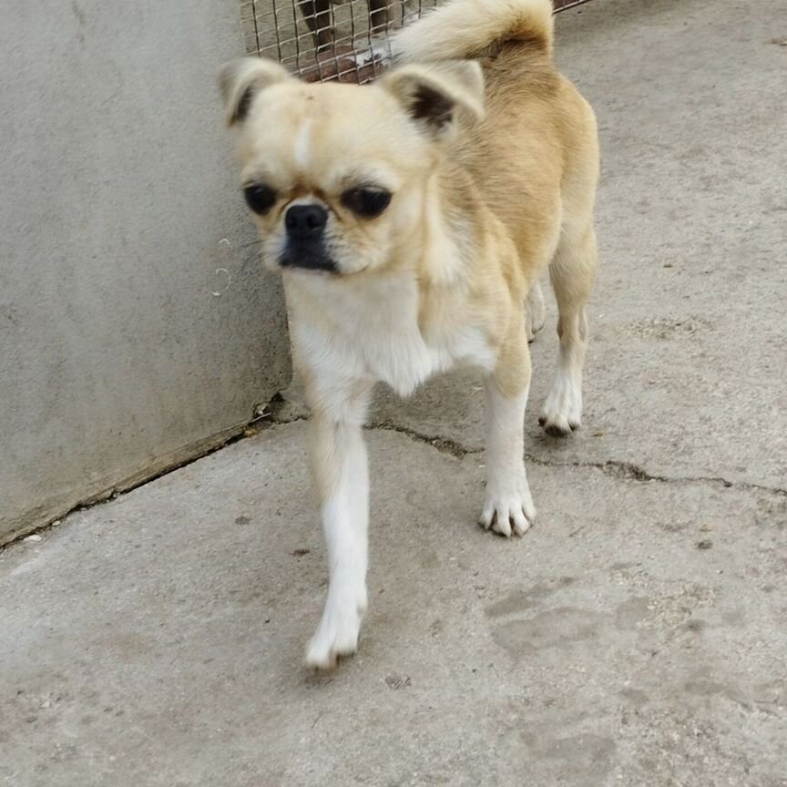 Чихуахуа кобель