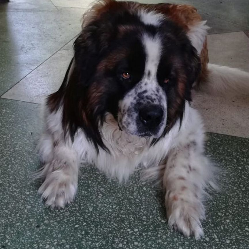 Московская сторожевая кобель